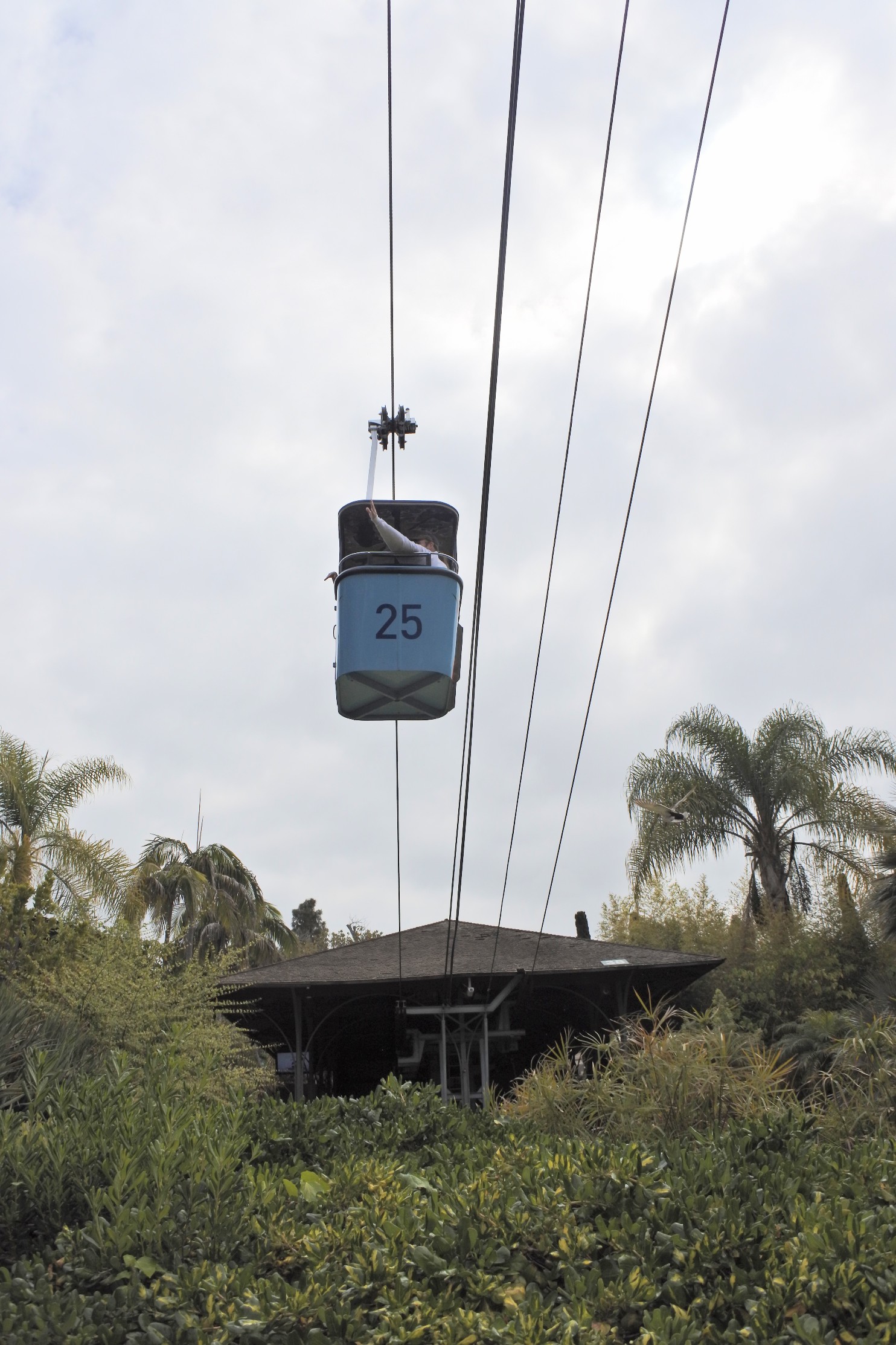 Visiting The San Diego Zoo - Smart Mouse Travel