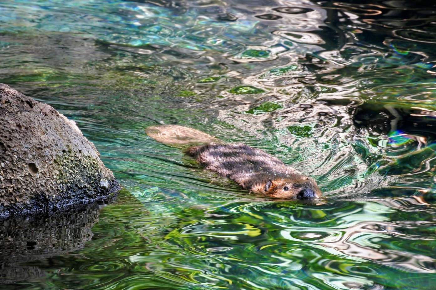 A Beginner's Guide To Montreal - Smart Mouse Travel